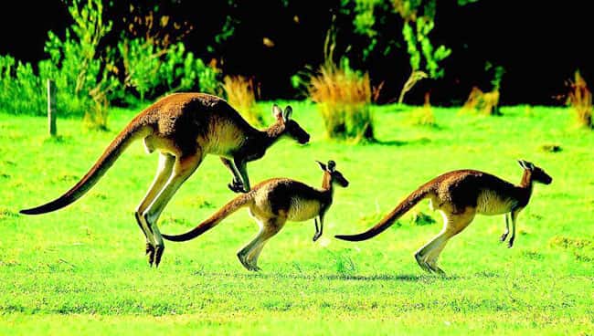 Rude Travel: When I Went Down Under | Hindustan Times