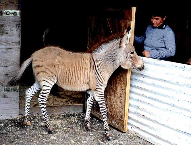 It’s a Zonkey! Act of love between zebra and donkey produces a rare ...