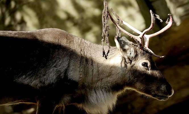 Things you wouldn't know about reindeer | World News