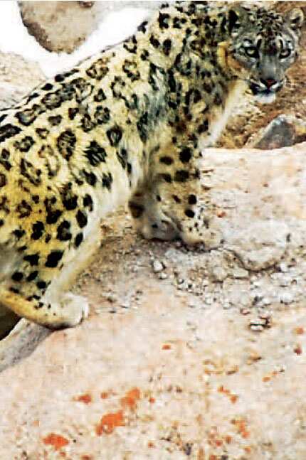 A weekend with wild animals in Ladakh | Hindustan Times