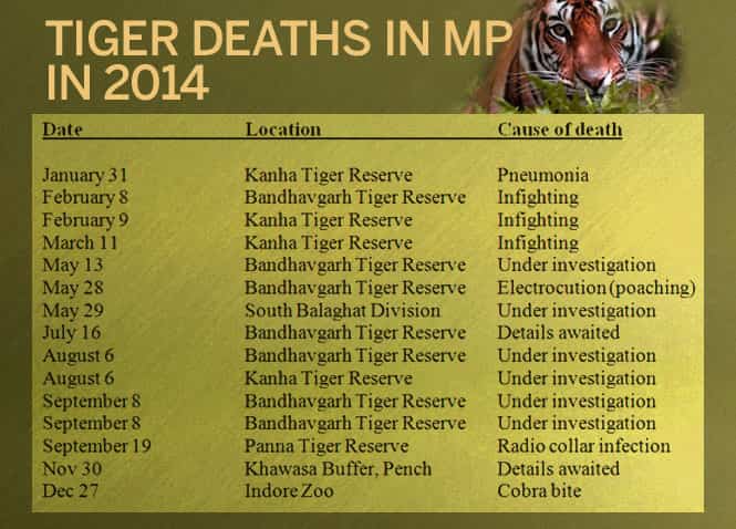 MP, Tamil Nadu record highest number of tiger deaths in 2014 ...