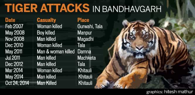 Madhya Pradesh: Tiger attacks 2 forest guards | Hindustan Times