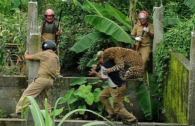 When leopard meets man: Photos of big cats at close quarters | Latest ...