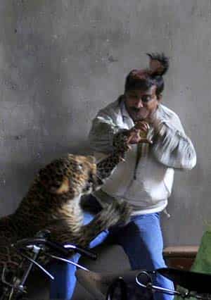 When leopard meets man: Photos of big cats at close quarters | India News