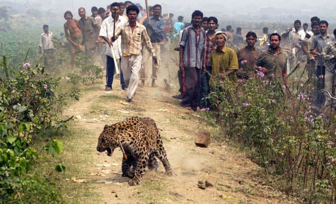 When leopard meets man: Photos of big cats at close quarters | India News