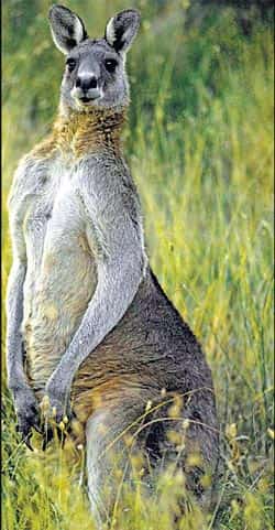 Of exotic, native wildlife in Queensland, Australia | Travel