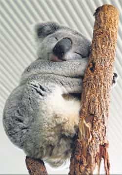 Of exotic, native wildlife in Queensland, Australia | Travel