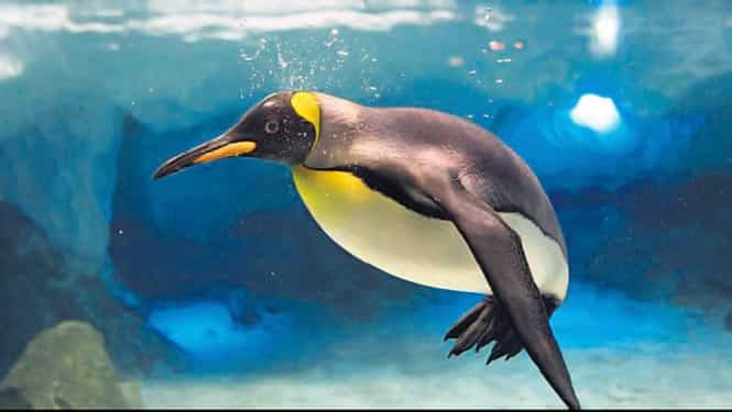 Of exotic, native wildlife in Queensland, Australia | Travel