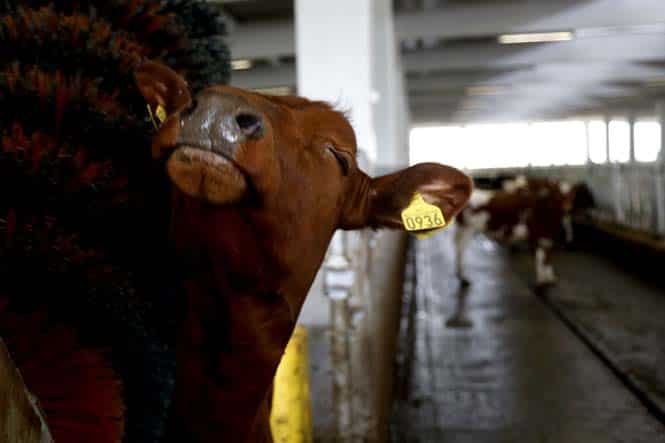 Massage and pedicures: Norwegian cows get full pampering in Bosnia ...
