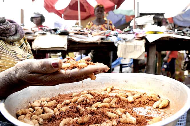 DR Congo's insect cuisine: nutritious and delicious | World News