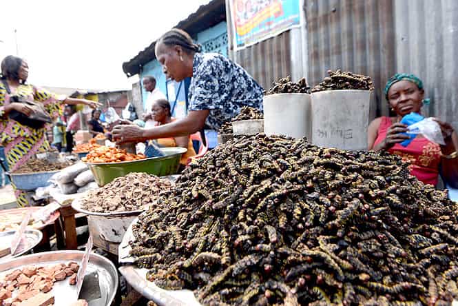 DR Congo's insect cuisine: nutritious and delicious | World News