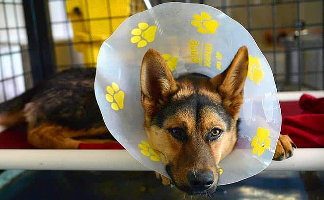 Kabul's ruthless dog cull continues: 17,600 canines poisoned last year ...