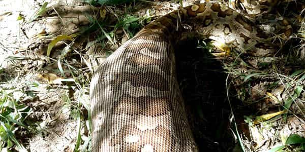 Poop rocks the show | Hindustan Times