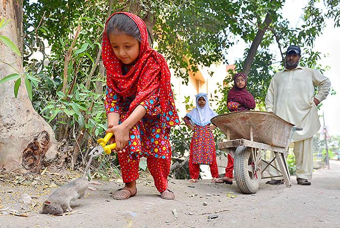 One man takes up fight against Peshawar's terror -- rats | World News