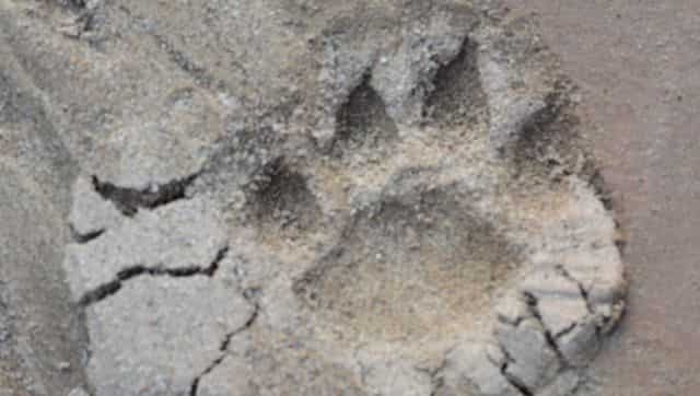 Scarlet in the spring | Hindustan Times