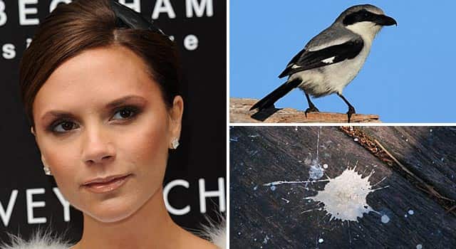 Bird poop and leeches to mayonnaise: 17 bizarre celeb beauty secrets ...