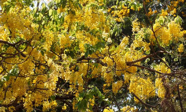 Take a look around: Mumbai is in bloom! | Mumbai news