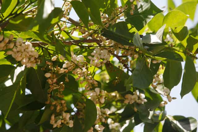 Take a look around: Mumbai is in bloom! | Mumbai news