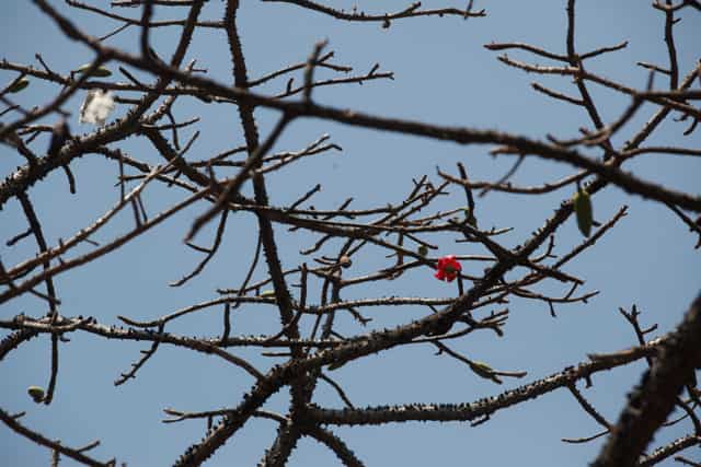 Take a look around: Mumbai is in bloom! | Mumbai news