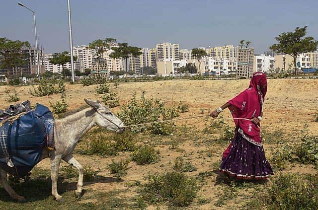 In search of fresh grazing, these nomads herd sheep through high-rises ...
