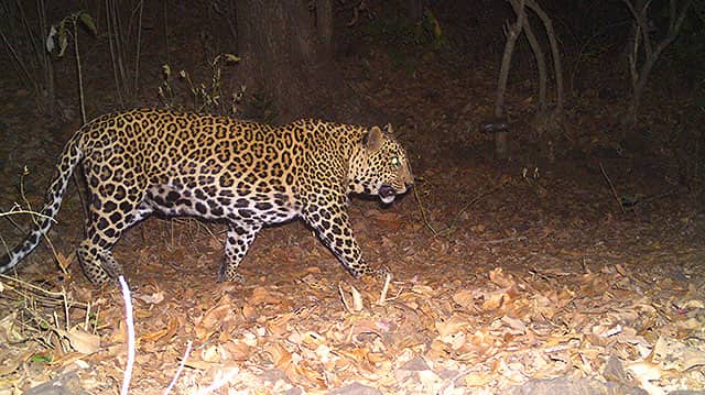 Living free: 35 leopards roam Mumbai's forests | Mumbai news ...