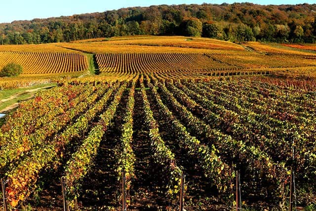 French champagne vineyards added to Unesco's World Heritage Sites ...