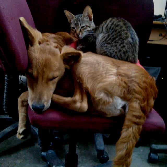 Jabalpur feline among Peta's top 10 ‘cutest rescued cats alive’ | India ...