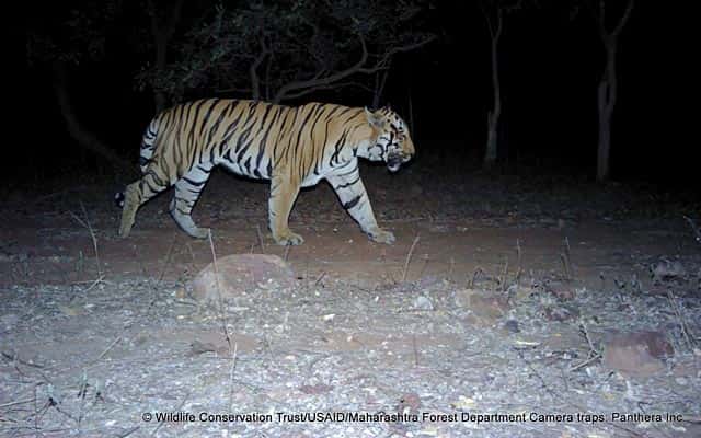 Study spots 70 tigers, 180 leopards outside Vidarbha’s tiger reserves ...