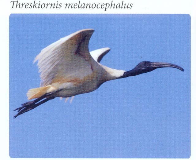 200 species of birds spotted at Thane wetlands, new list shows | Mumbai ...