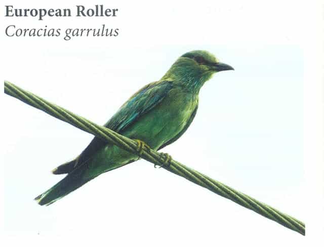 200 species of birds spotted at Thane wetlands, new list shows | Mumbai ...