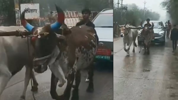 Traditional transportation helps pull future of mobility as bullocks ...