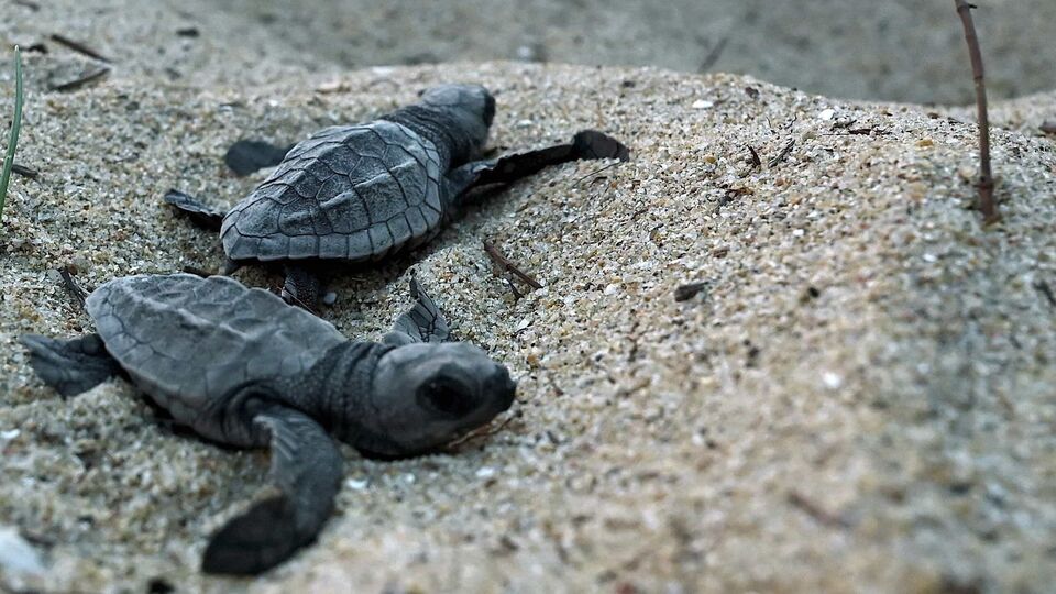 जागतिक कासव दिवस : पाहा दुर्मिळ होत चाललेल्या ५ सी टर्टल प्रजाती