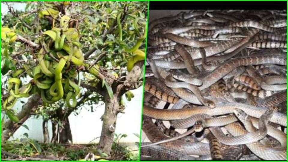 Snake Farming : ‘या‘ गावात केली जाते चक्क सापांची शेती, काय करतात लाखो ...