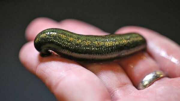 Pet Leeches: কুকুর নয়, বিড়াল নয়, পাখিও নয়, সাধ করে জোঁক পোষেন একজন ...