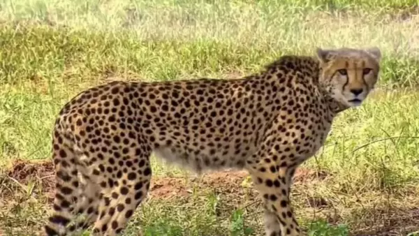 Cheetah Uday death: একমাসের মধ্যেই আরেক চিতার মৃত্যু মধ্যপ্রদেশের জাতীয় পার্কে! অপেক্ষা ...