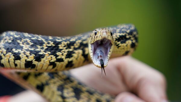 Snakelet: সাপের বাচ্চা ধরে চিবিয়ে ফেলল শিশু, হাসপাতালে নিয়ে গেলেন ...