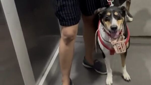 Noida Dog Policy: 'তোমার বউয়ের থেকে ভালো', নয়ডার লিফটে কুকুরকে নিয়ে ...