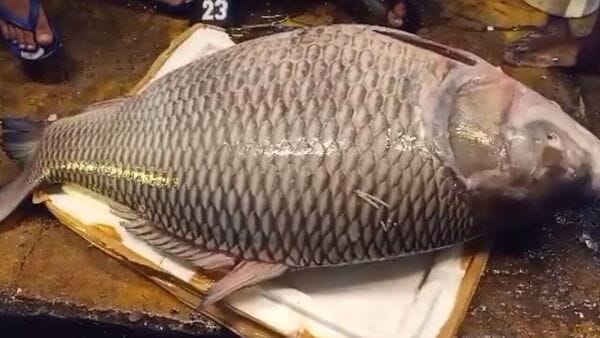 Katla fish: মালদার বাজারে দৈত্যাকার কাতলা, ওজন ৪৮ কেজি, দাম উঠল কত টাকা ...
