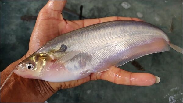 Indian Butter Catfish or Pabdaa Machh: পাবদা মাছ খান? শরীরে কী ধরনের ...