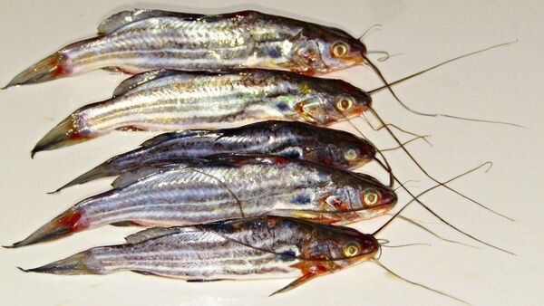 Tangra fish or Batasio Fish: ট্যাংরা মাছ খেলে কী হয়? শরীরে কেমন প্রভাব ...