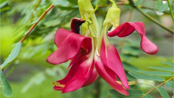 Ayurveda Tips: অগস্ত্য গাছ বাড়িতে থাকলে বিশাল উপকার, কোন কোন রোগ ...