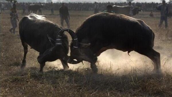 Buffalo, Bulbul fight in Assam: অসমে মোষ এবং বুলবুলের লড়াইয়ের উপর ...
