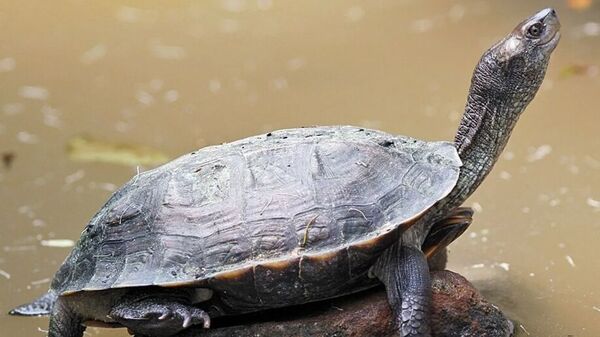 Turtle Meat Eating Death: কচ্ছপের মাংস আর খিচুড়ি দিয়ে ভূরিভোজ ...