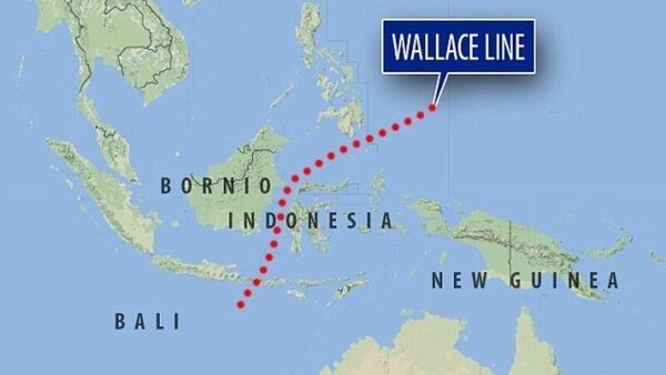Wallace Line: যুগ যুগ ধরে রহস্যময়! এশিয়ার এই সীমা পেরোতে পারে না কোনও ...