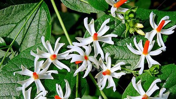 সুগার থেকে বাতের ব্যথা, সর্দি থেকে কফ; শিউলি পাতার রস খেলে উধাও হবে সব, জানুন এর ৯ গুণ, টুকিটাকি ...