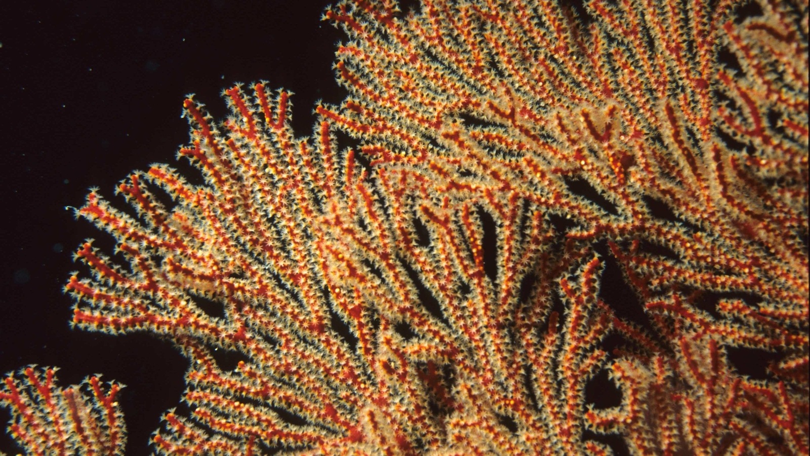 Study reveals big difference in how coral reef fish larvae are ...