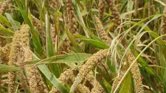 Chhattisgarh to announce minimum support prices for kodo-kutki millets ...