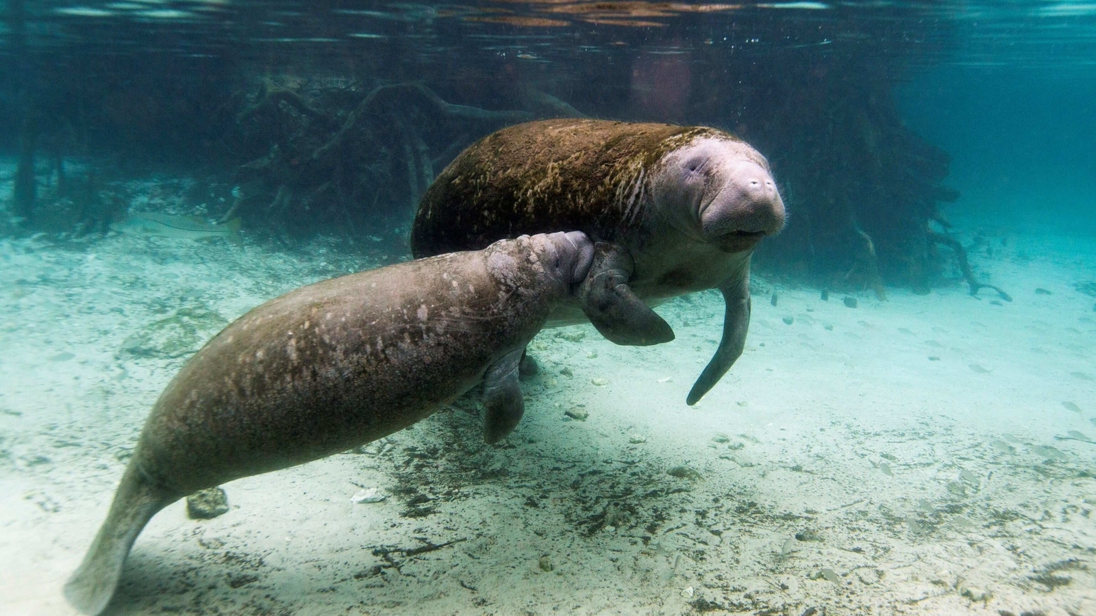 Abuse of manatee with 'Trump' etched on its back prompts investigation ...