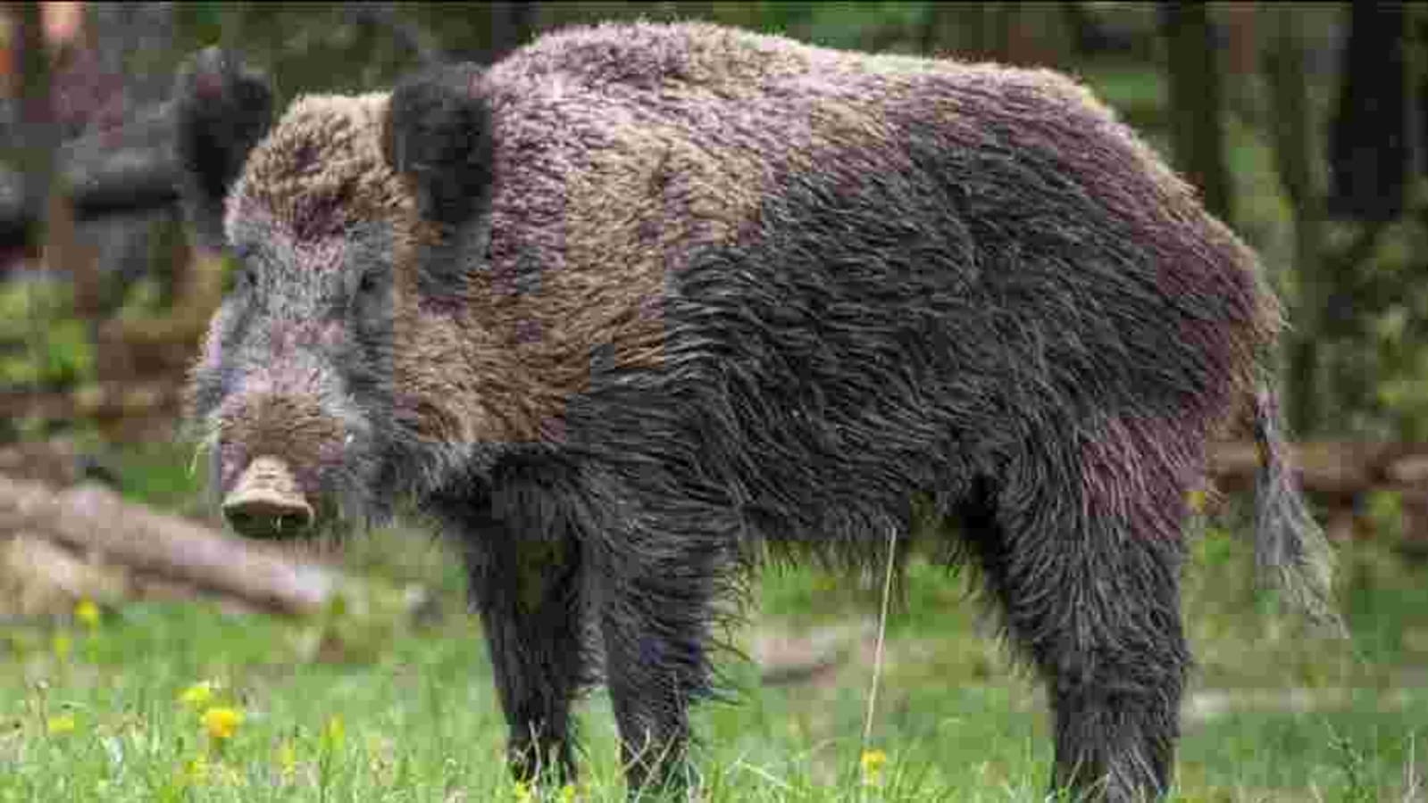 Elderly woman killed in wild boar attack in Uttarakhand’s Almora ...