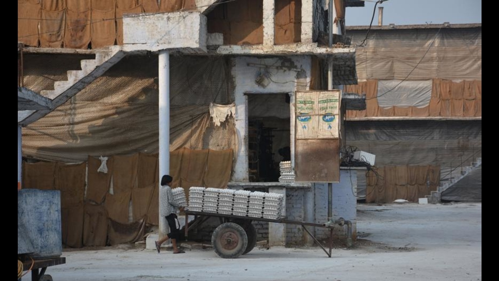 Jalandhar lab detects bird flu at two Dera Bassi farms | Hindustan Times